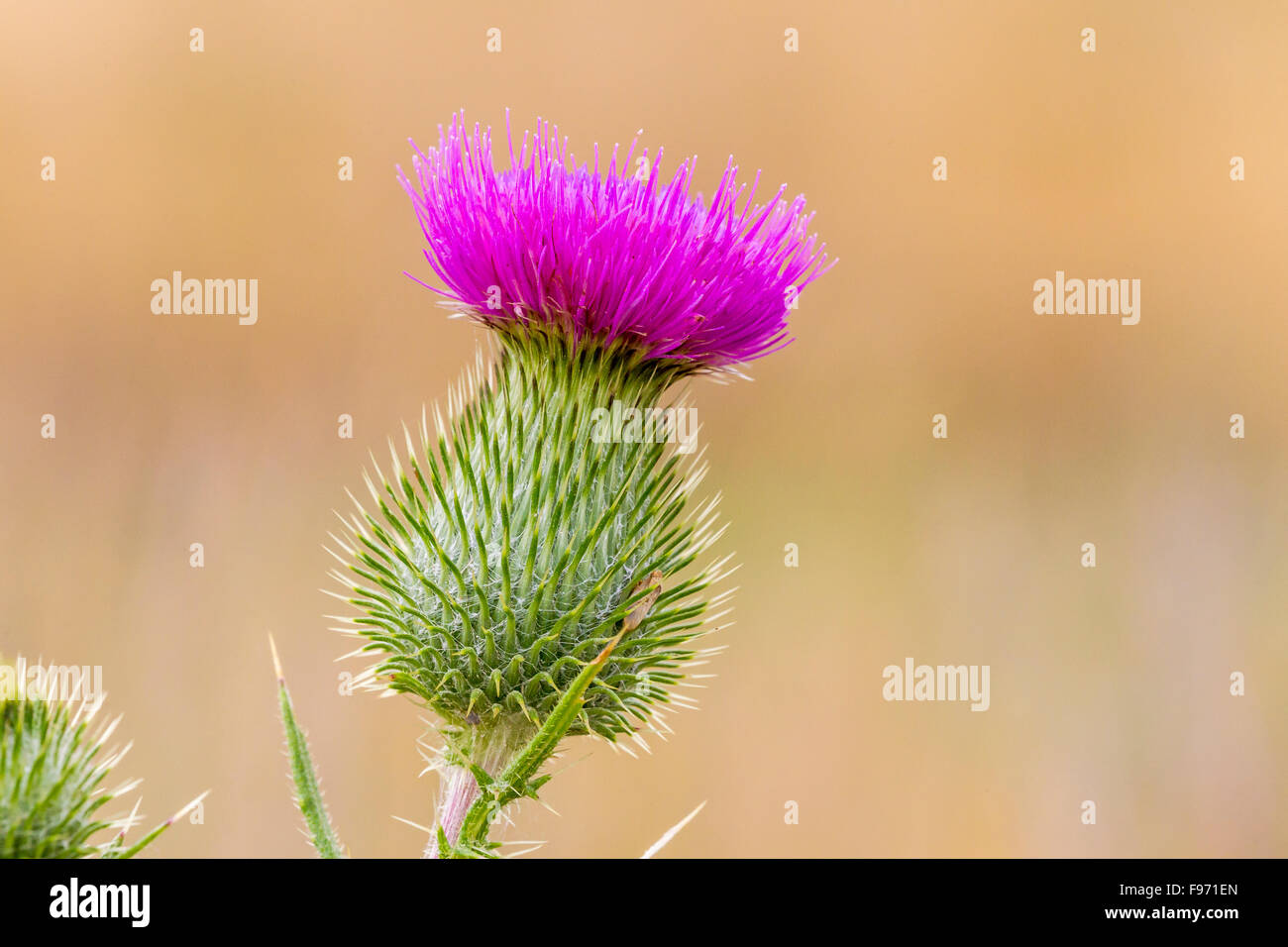 Bull Thistle High Resolution Stock Photography and Images - Alamy