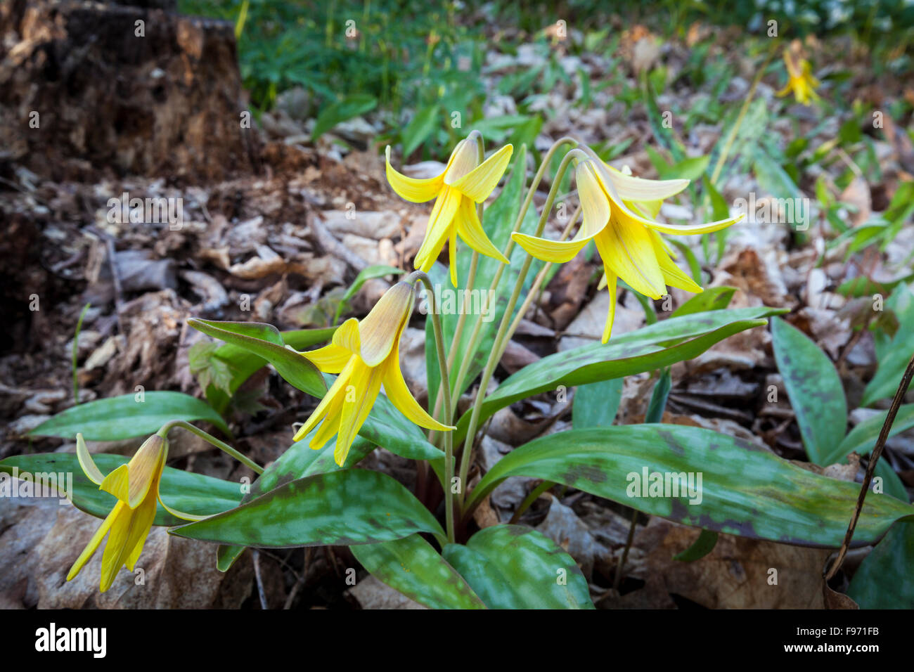 Dogtooth violet hi-res stock photography and images - Alamy