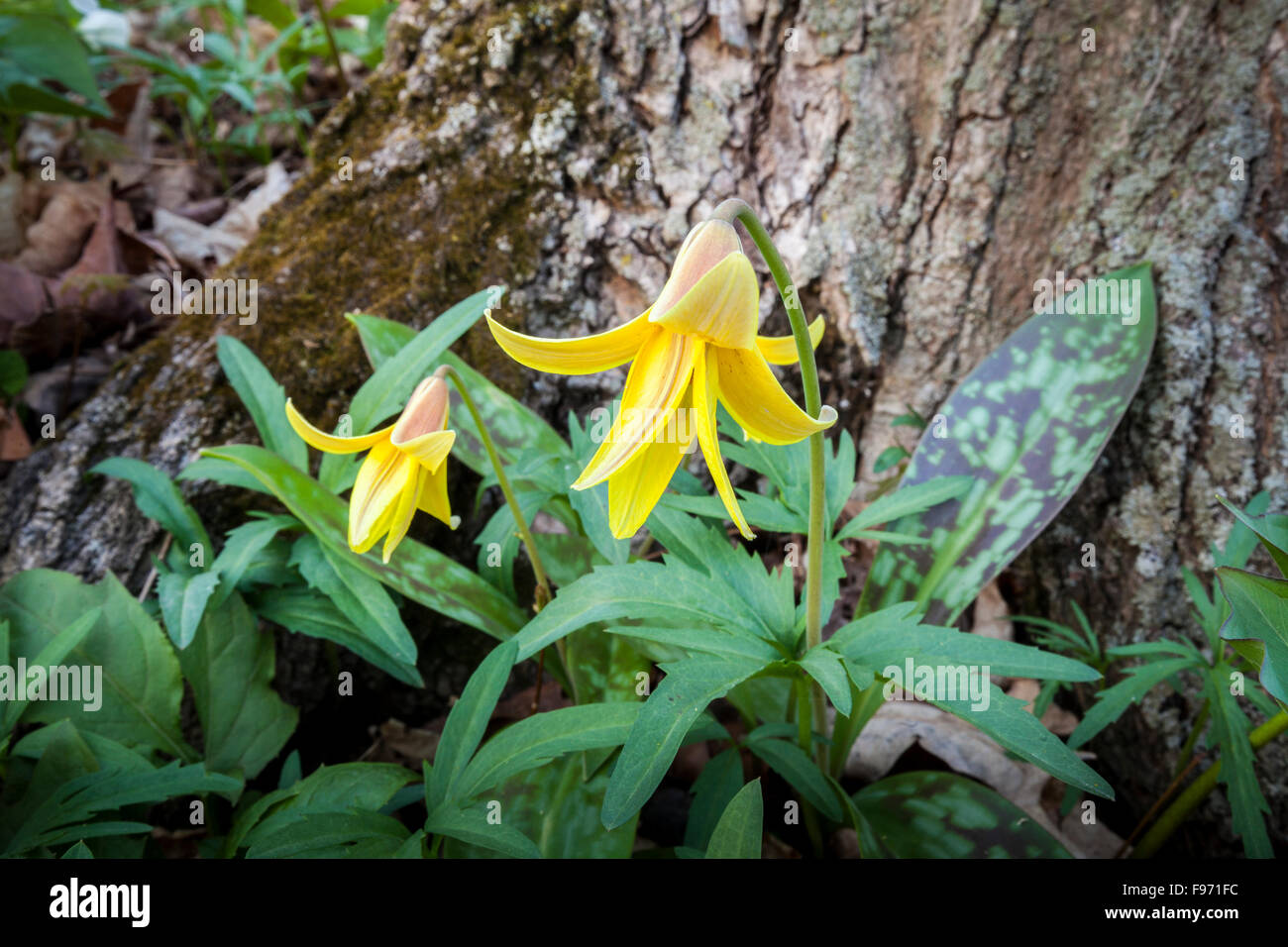 Dogtooth violet hi-res stock photography and images - Alamy