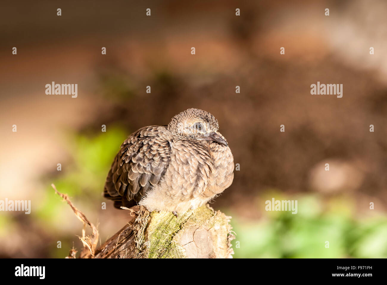 Mourning dove baby hi-res stock photography and images - Alamy