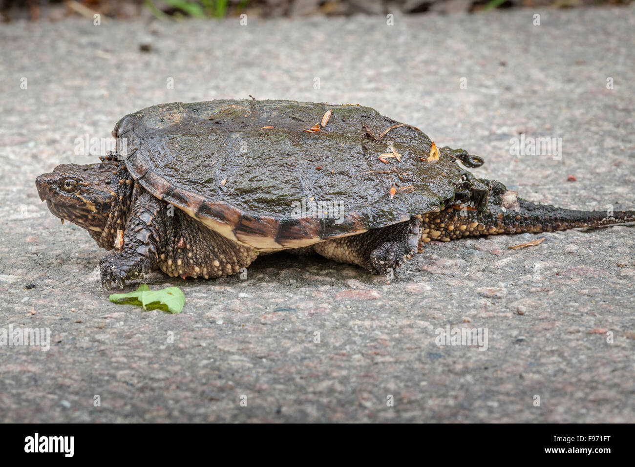 Snapping turtle close up image hi-res stock photography and images - Alamy