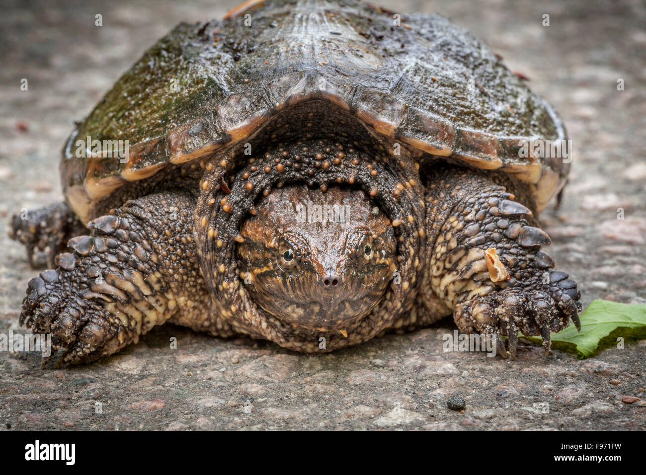 Snapping turtle close up photography hi-res stock photography and ...