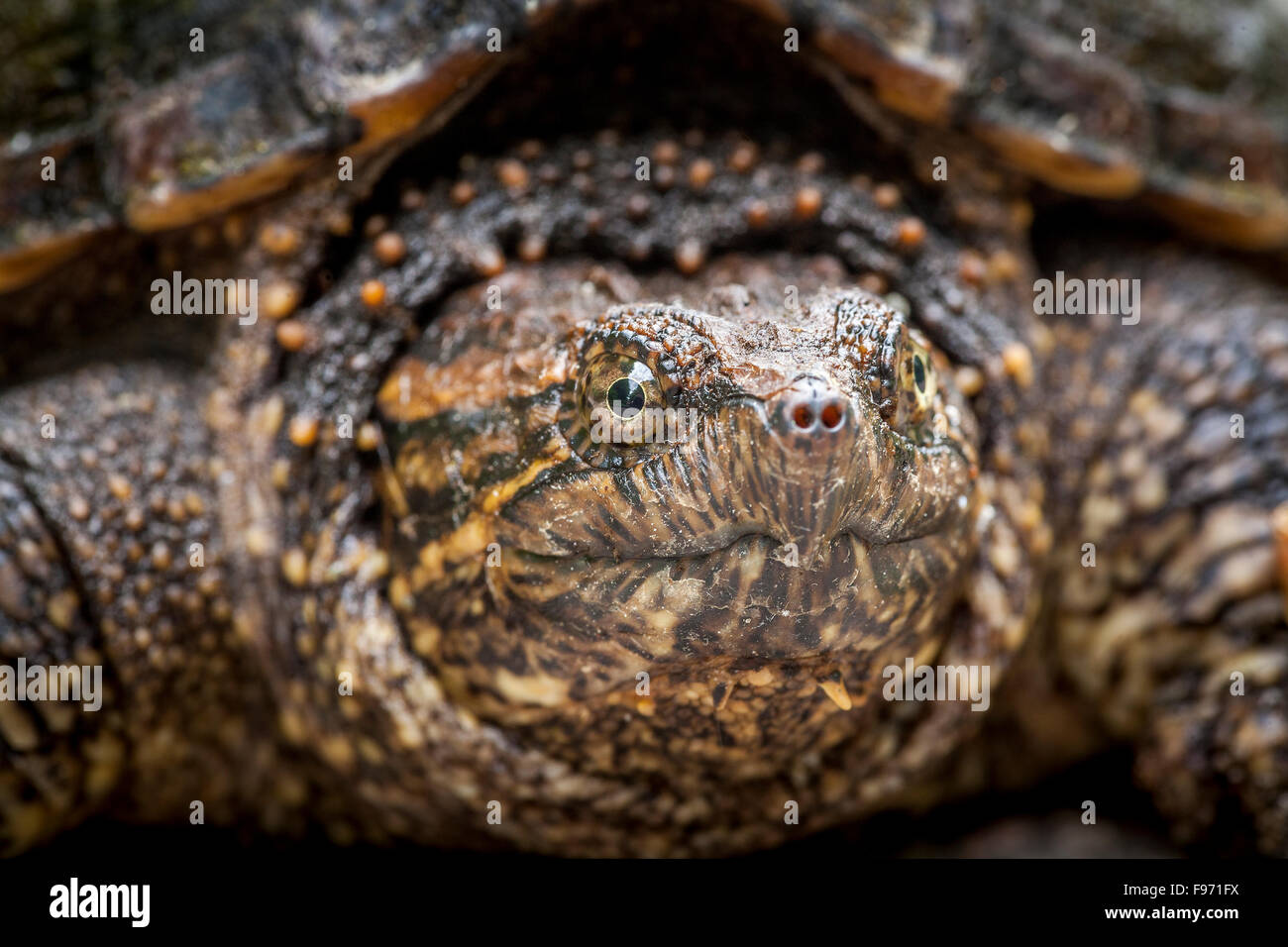 Snapping turtle close up image hi-res stock photography and images - Alamy