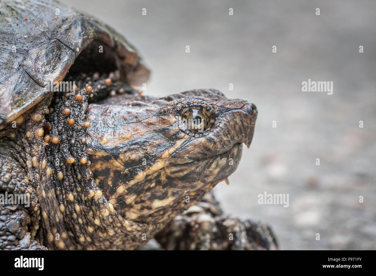 Snapping turtle close up image hi-res stock photography and images - Alamy