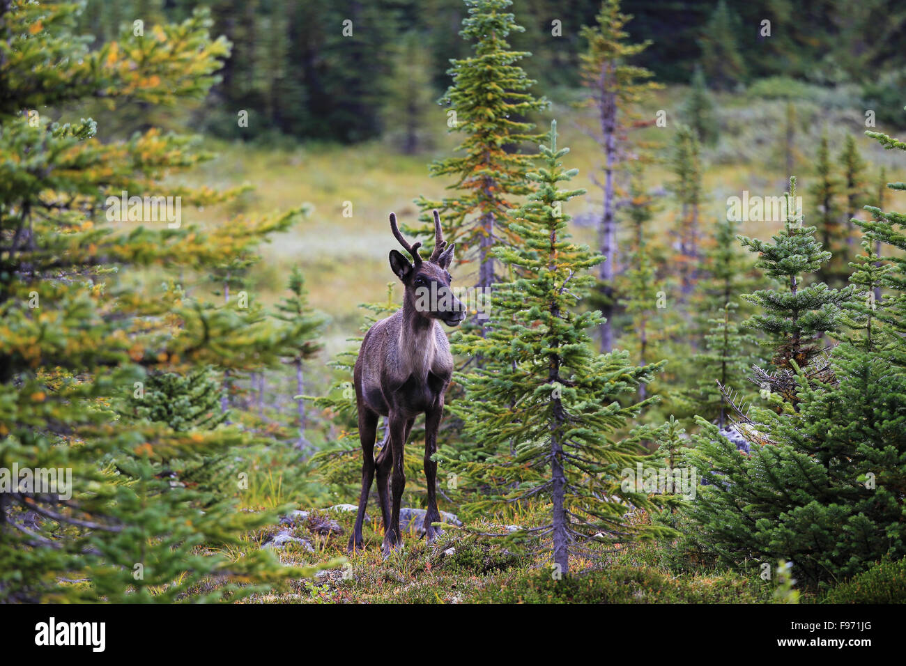 Tonquin valley hi-res stock photography and images - Alamy
