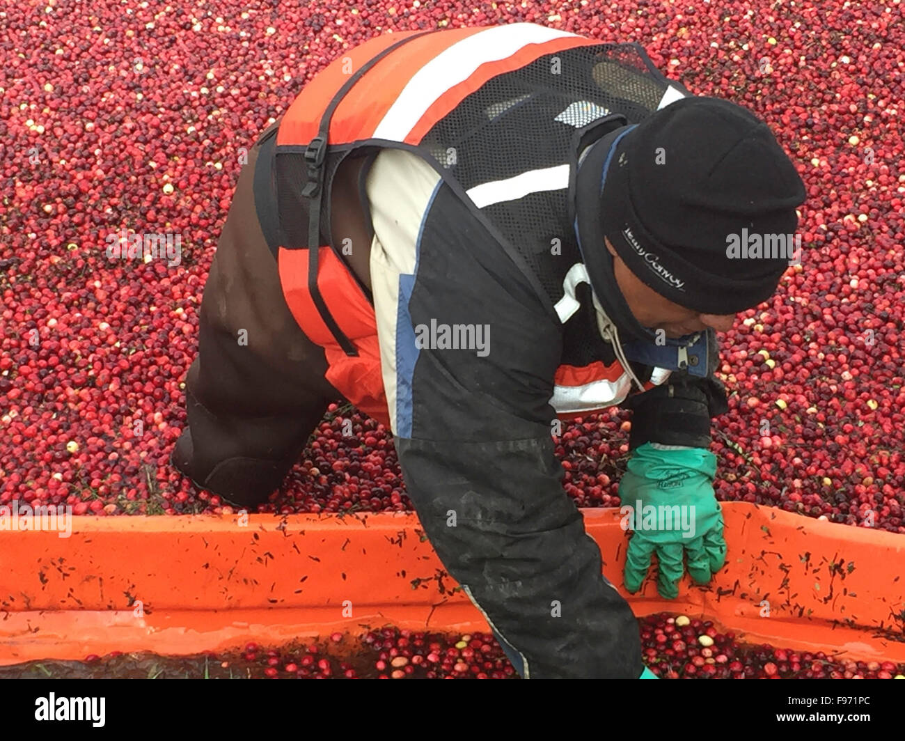 Cranberry farm hi-res stock photography and images - Alamy