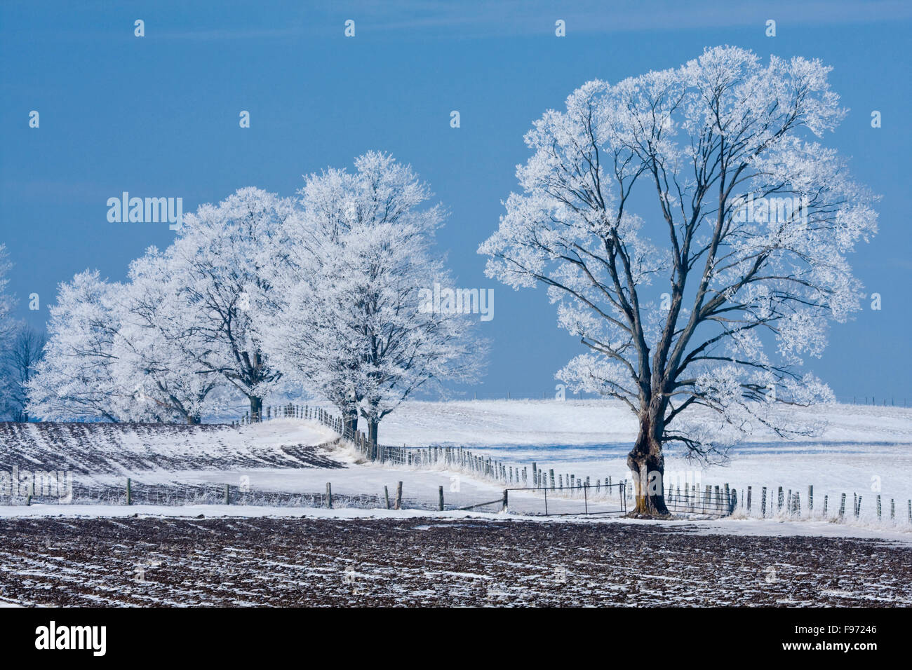 Frosty trees in farm fields, Benmiller, Ontario, Canada Stock Photo - Alamy