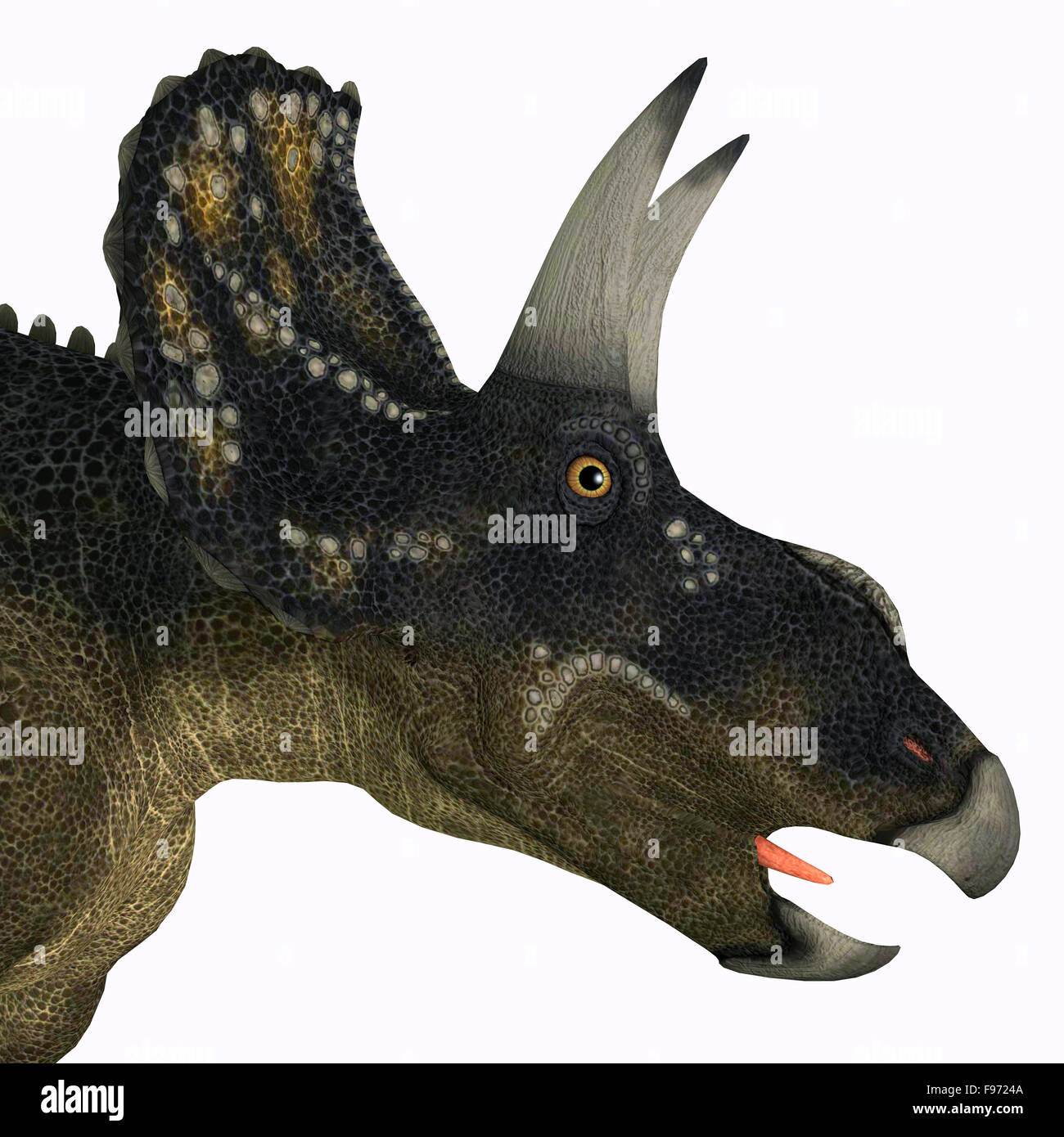 Ceratopsid hi-res stock photography and images - Alamy