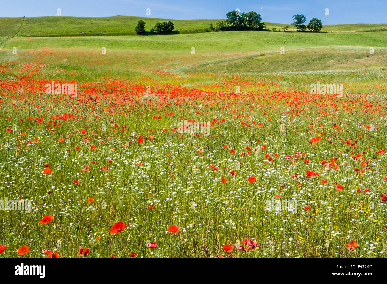 Sweden fields hi-res stock photography and images - Alamy