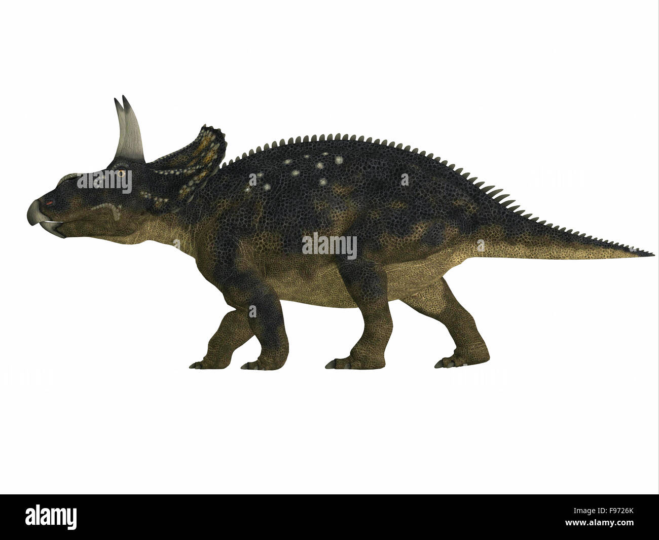 Ceratopsid hi-res stock photography and images - Alamy