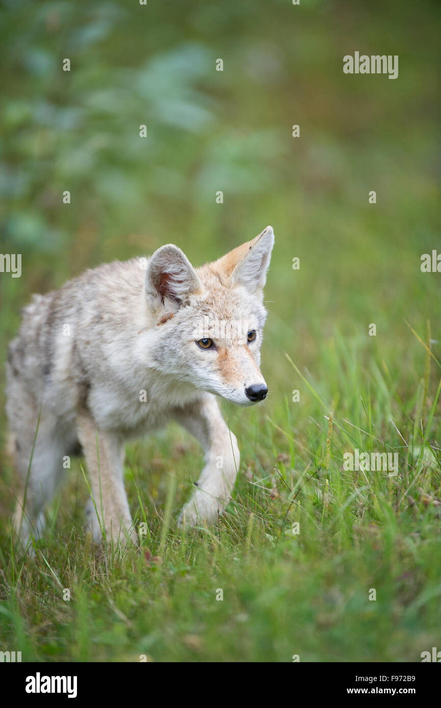 Canis latrans latrans hi-res stock photography and images - Alamy