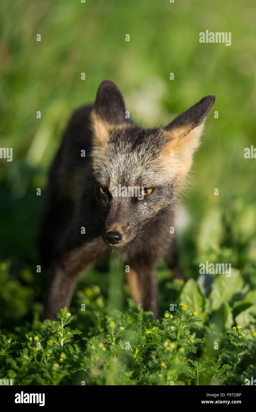 vulpes vulpes, red fox, Northern British Columbia, Canada Stock Photo ...
