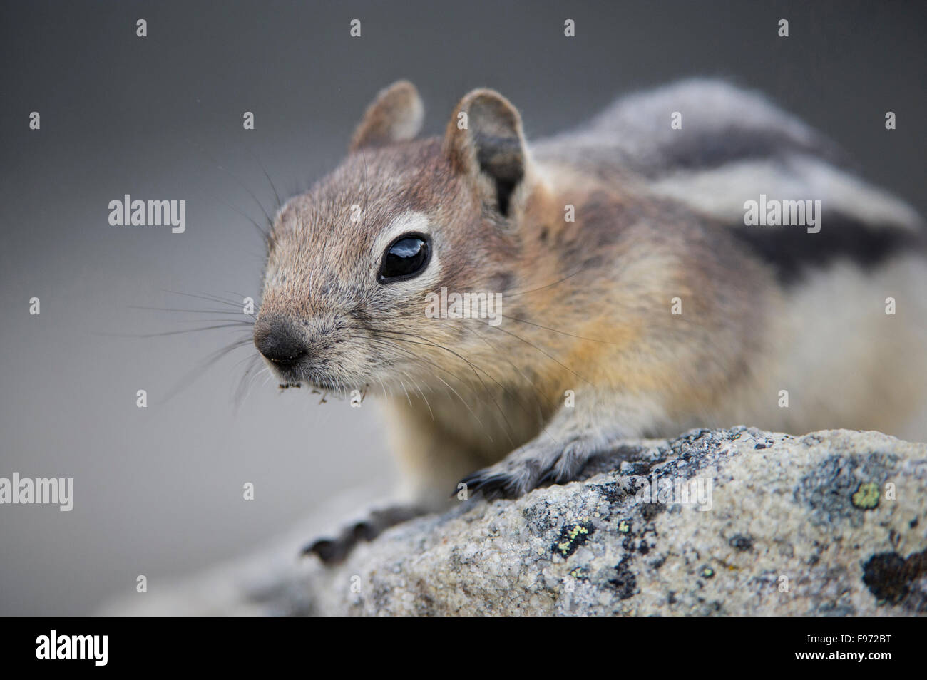 Callospermophilus lateralis, golden mantled ground squirrel, Rocky ...