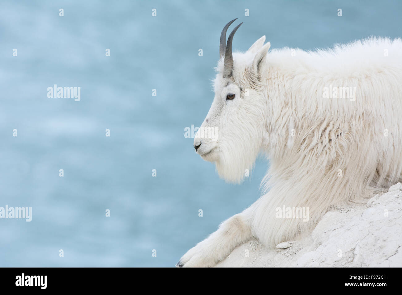 Oreamnos americanus, mountain goat, Rocky Mountains, Alberta, Canada ...