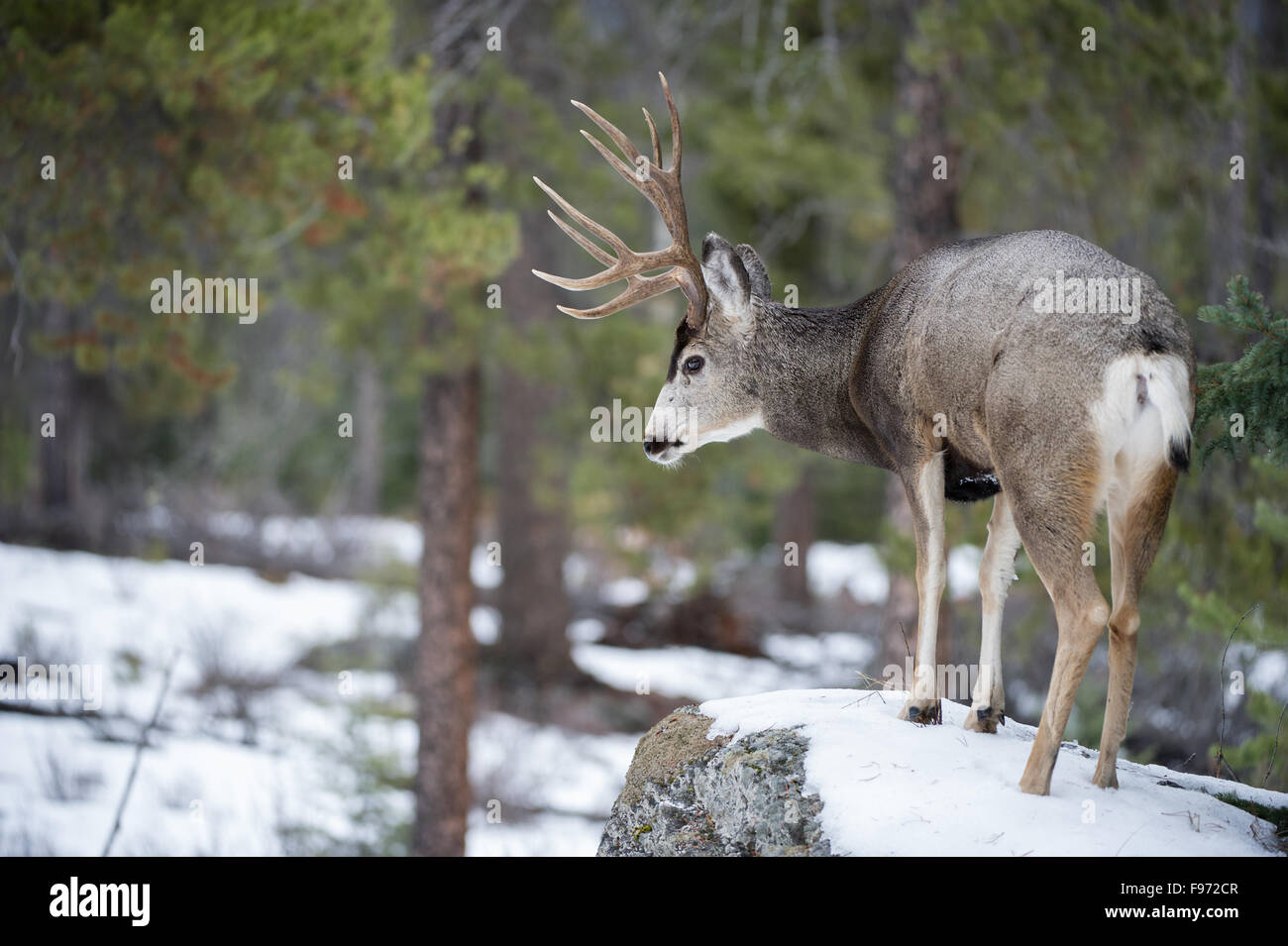 Mule deer snow mountains hi-res stock photography and images - Alamy