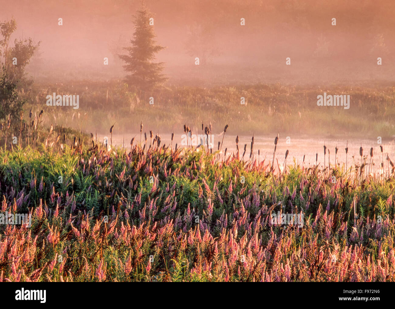 Steeplebush hi-res stock photography and images - Alamy