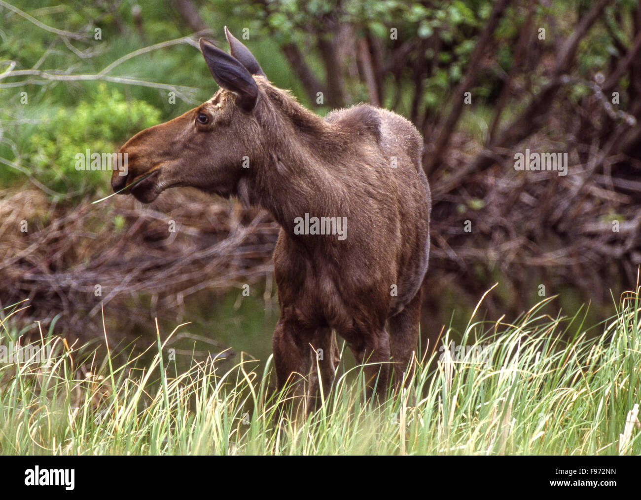 Cow moose (Alces alces), Gogama, Ontario, Canada Stock Photo - Alamy