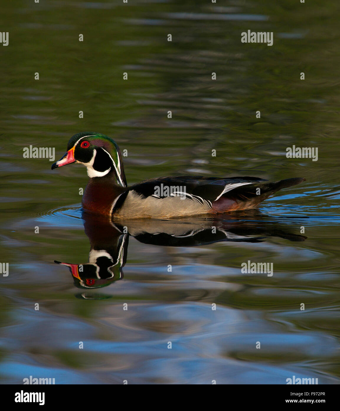 Wood duck or Carolina Duck, Male in breeding plumage on reflective pond ...