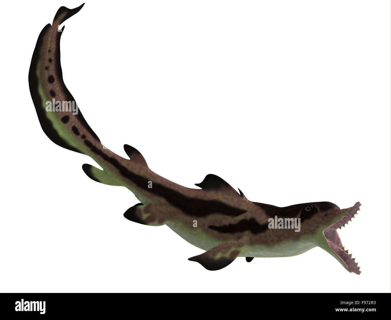 Edestus is a prehistoric shark that lived in the Carboniferous Period ...