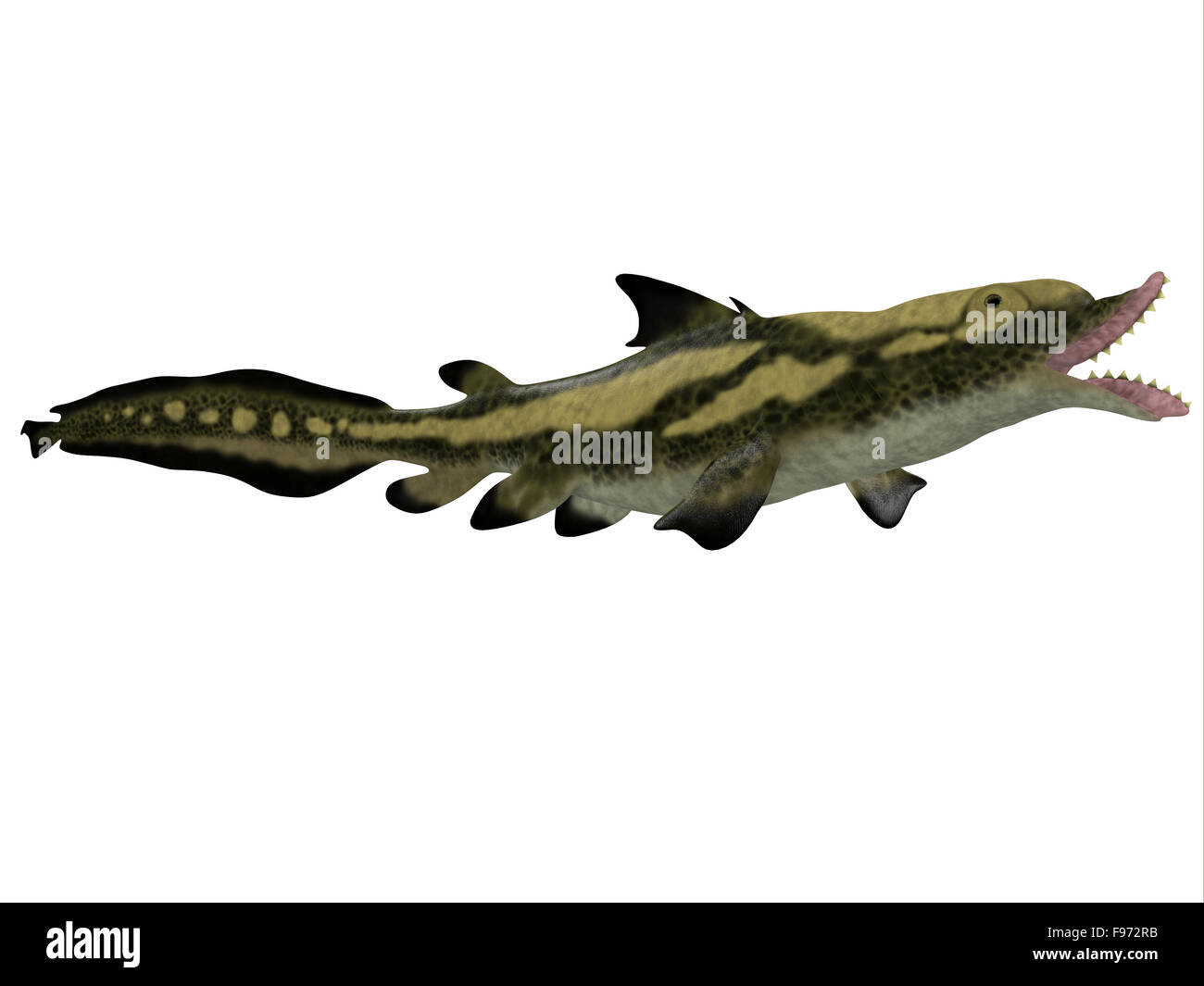 Edestus is a prehistoric shark that lived in the Carboniferous Period ...