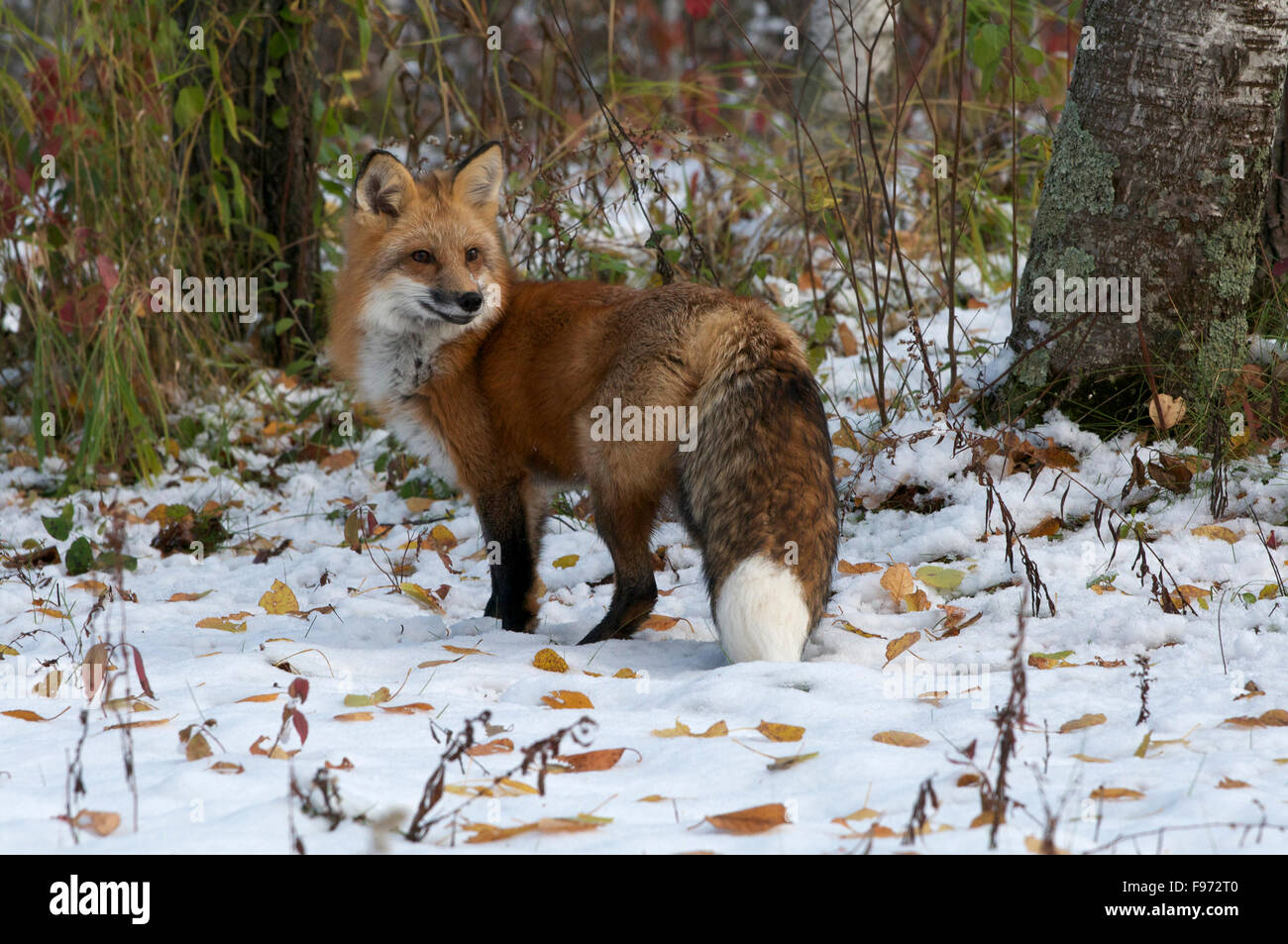 Fox standing hi-res stock photography and images - Alamy