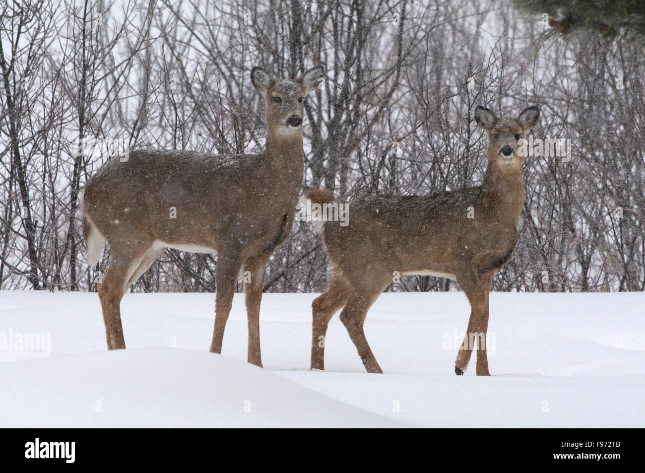 Yearling whitetail hi-res stock photography and images - Alamy