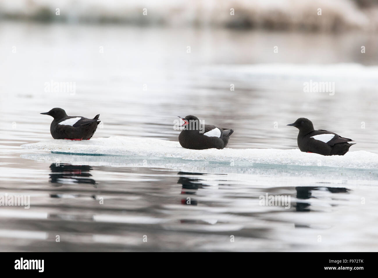Black guillemot (Cepphus grylle), on ice, Hamilton Bay (Hamiltonbukta ...