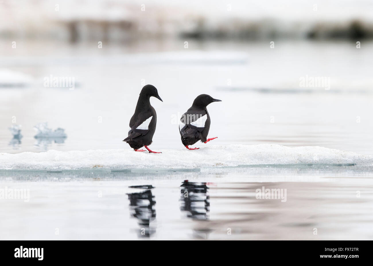 Black guillemot (Cepphus grylle), on ice, Hamilton Bay (Hamiltonbukta ...