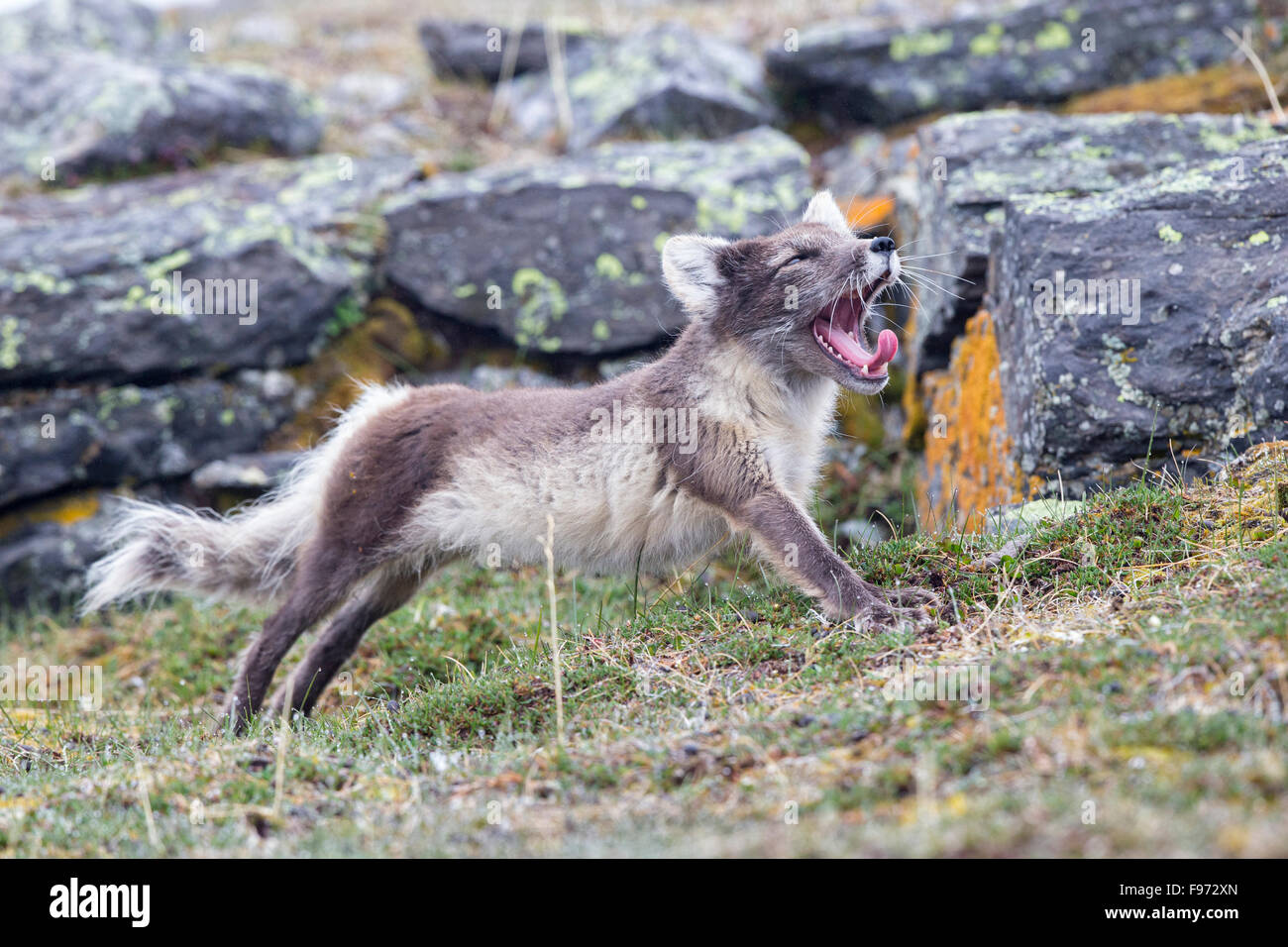 Yawning arctic fox hi-res stock photography and images - Alamy