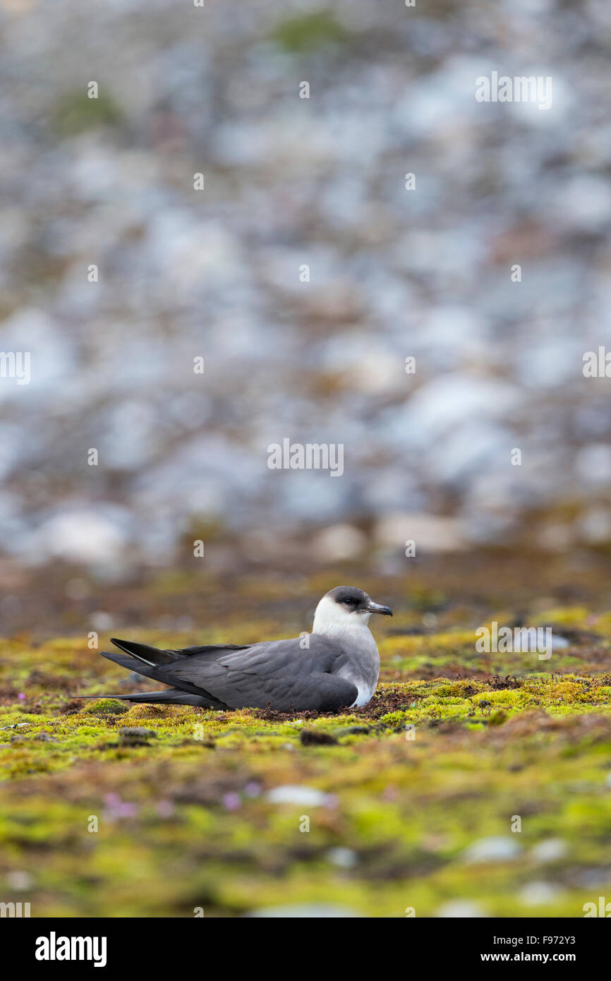 Arctic skua or parasitic jaeger (Stercorarius parasiticus), incubating ...