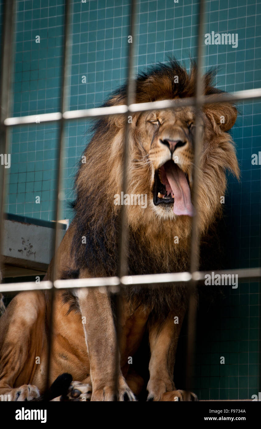 Lion zoo cage hi-res stock photography and images - Alamy