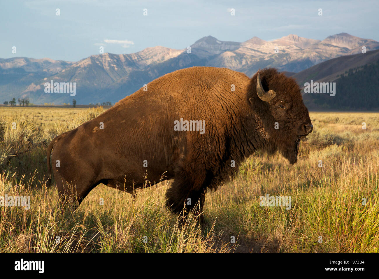 Scenic image of Bull Bison in grassland with Grand Teton mountain range in distance, (Bison ...
