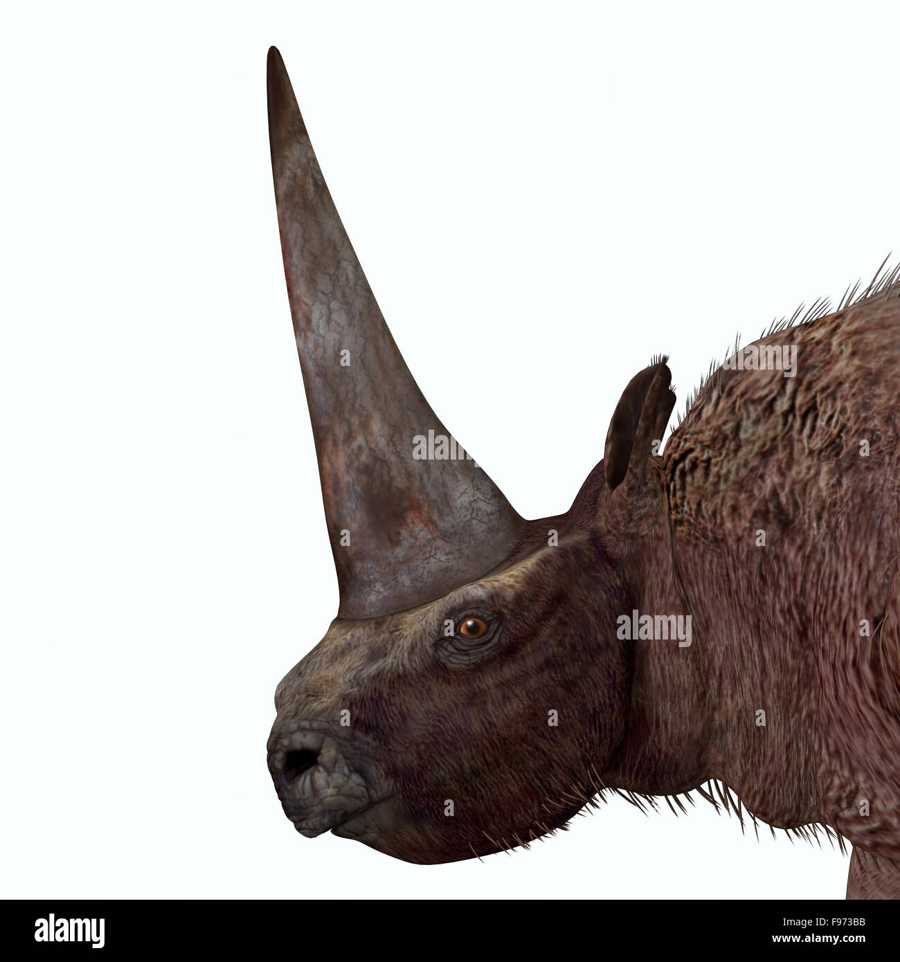 Elasmotherium hi-res stock photography and images - Alamy