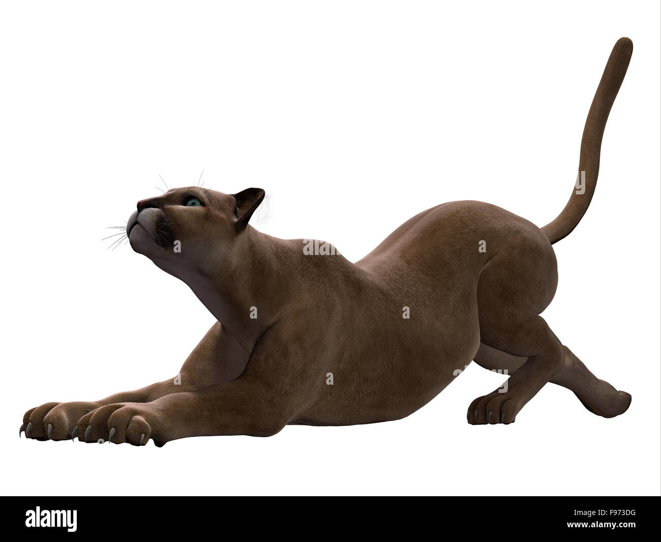 The Puma also called a Cougar or Mountain Lion is an ambush predator ...