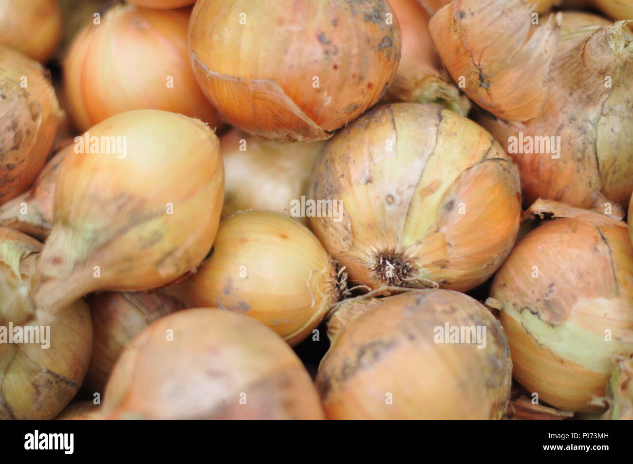 Onion on display hi-res stock photography and images - Alamy