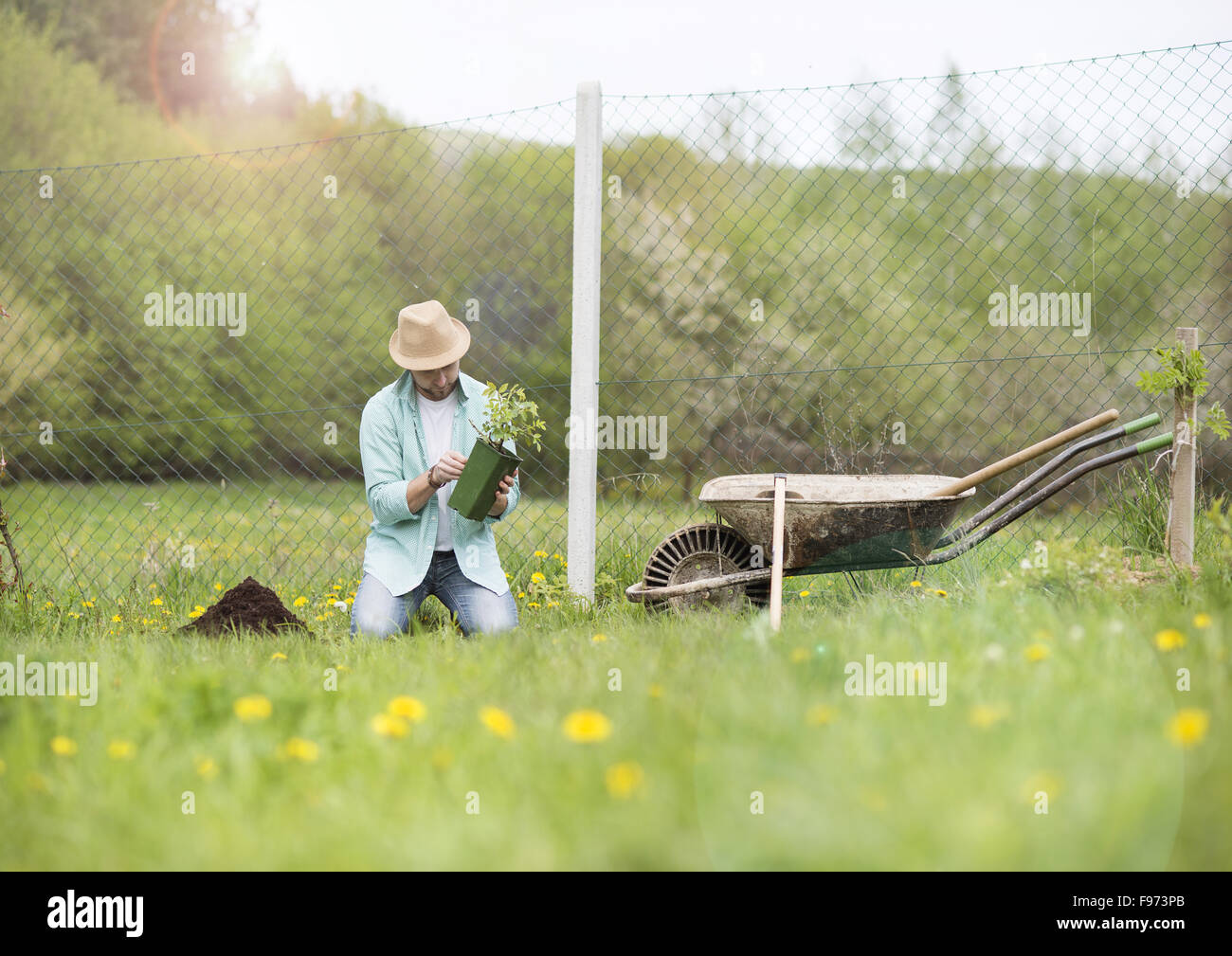 Young handsome man planting a small tree in his backyard garden Stock ...
