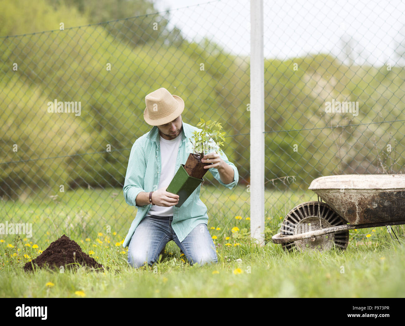 Young handsome man planting a small tree in his backyard garden Stock ...
