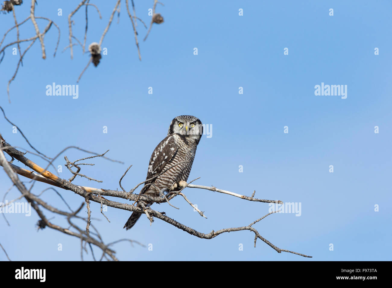 Northern hawk owl (Surnia ulula), Central Interior, British Columbia ...