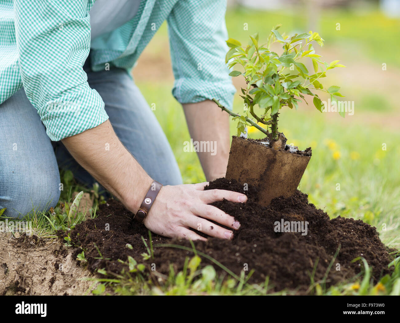 Close-up of young man's hands planting small tree in his backyard ...