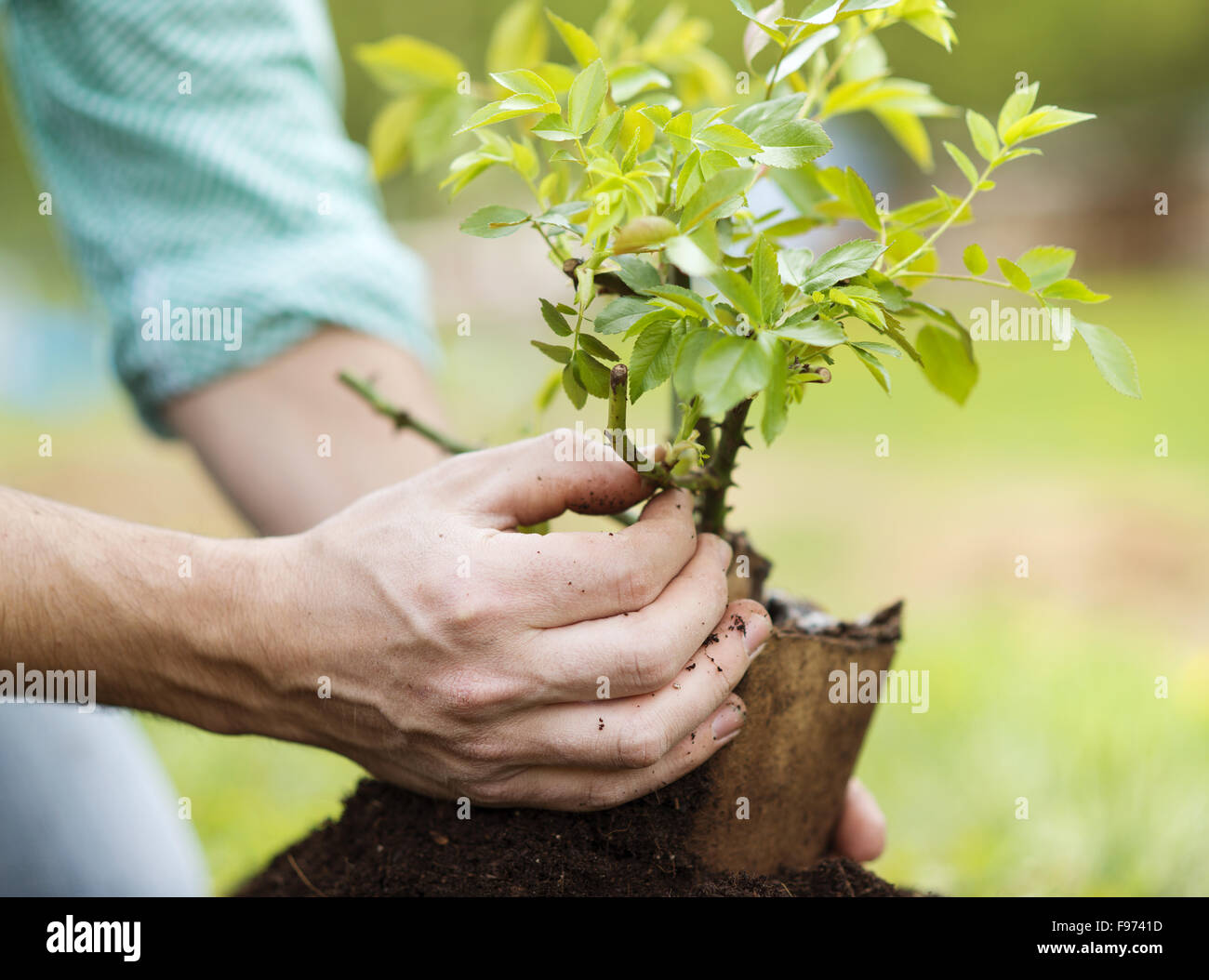 Close-up of young man's hands planting small tree in his backyard ...