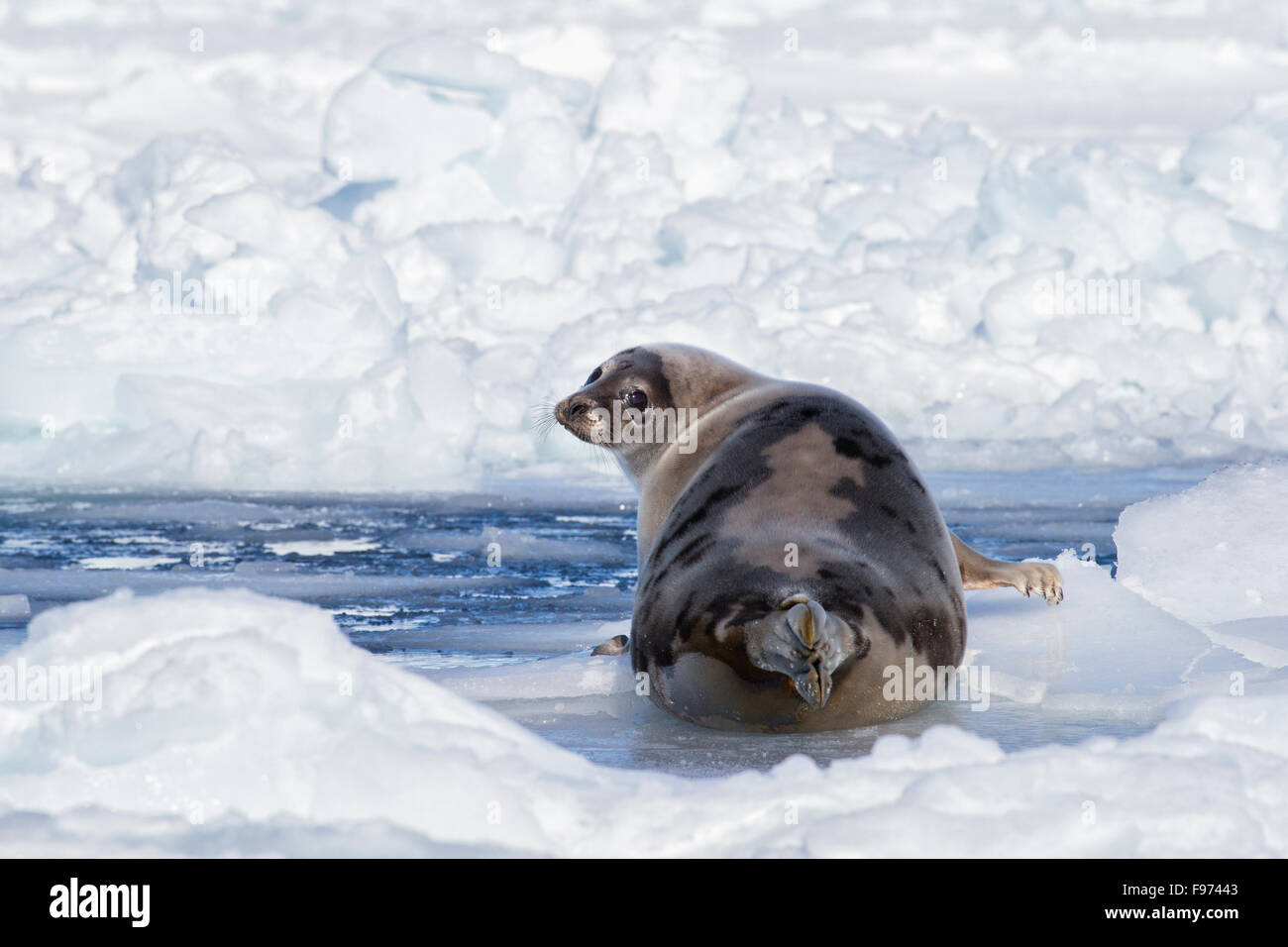 Harp seal (Pagophilus groenlandicus), female, on sea ice beside open ...