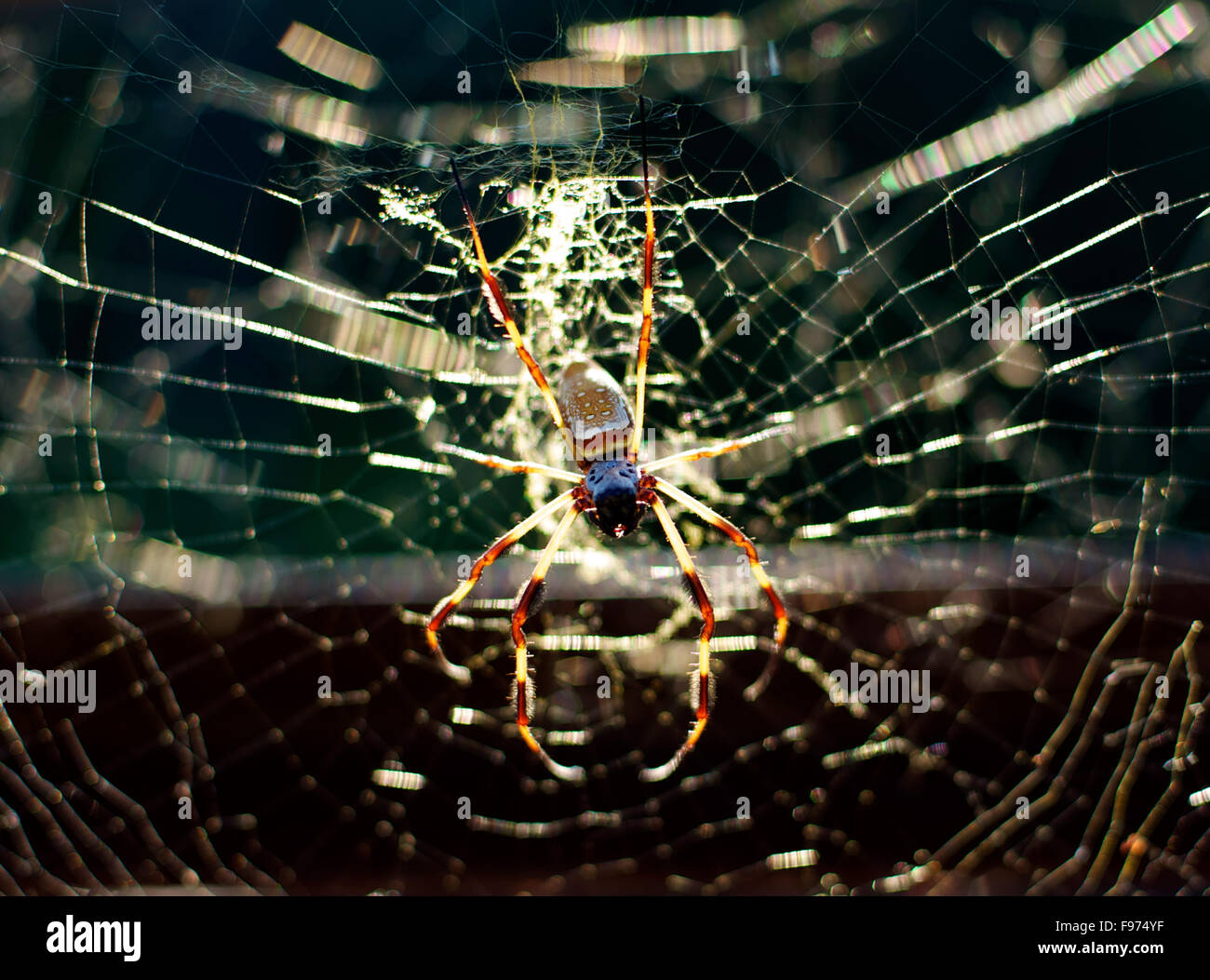 Banana spider hi-res stock photography and images - Alamy