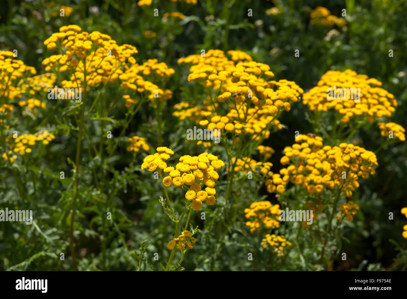 Plant of Tansy (Tanacetum vulgare) in summer Stock Photo - Alamy
