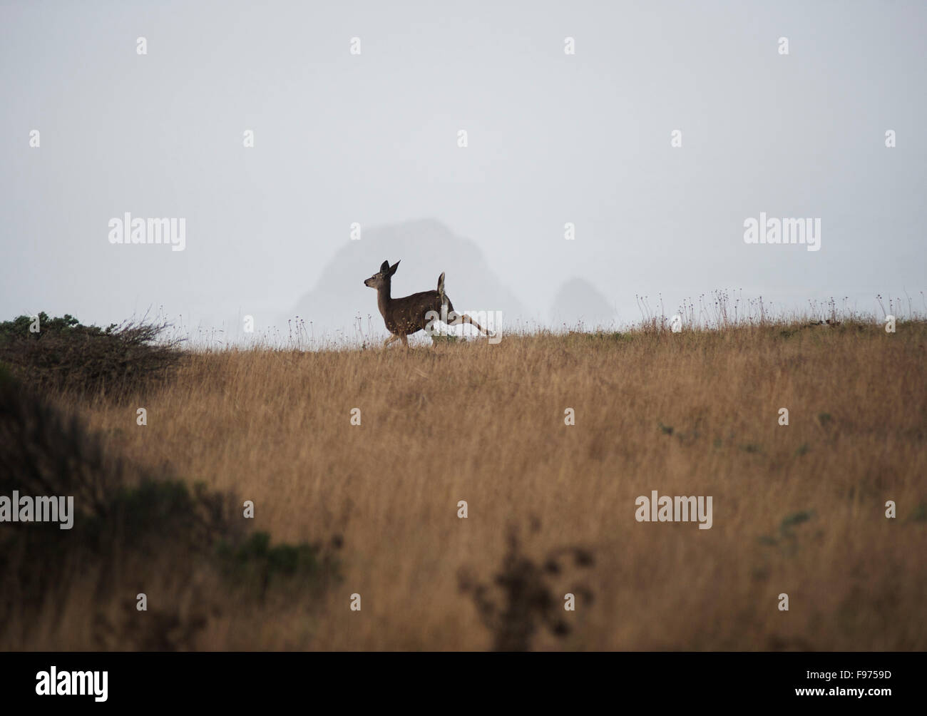 A deer runs over a ridge in a field in Northern California Stock Photo ...