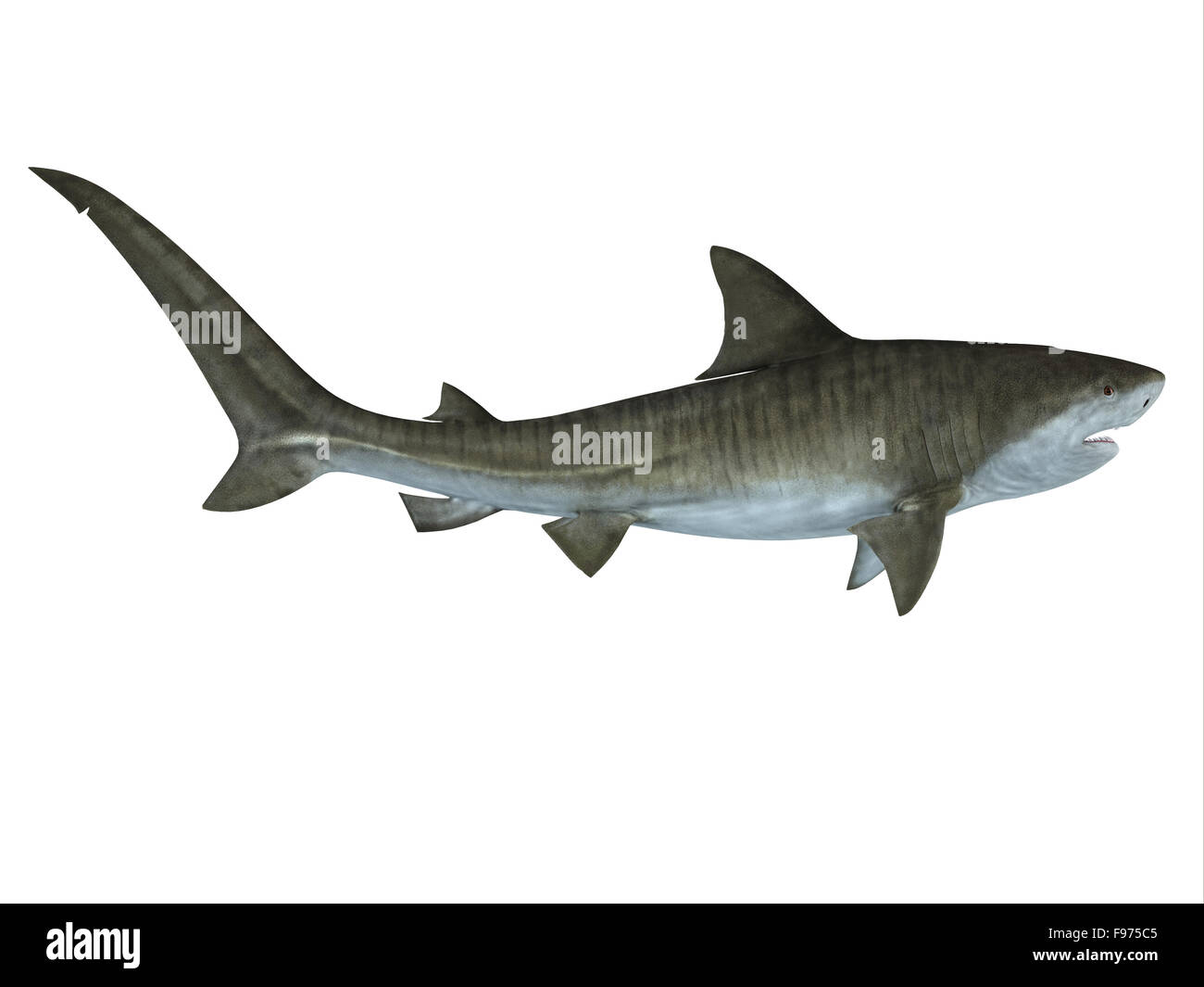 The Tiger shark is a large predatory fish that lives in temperate and ...