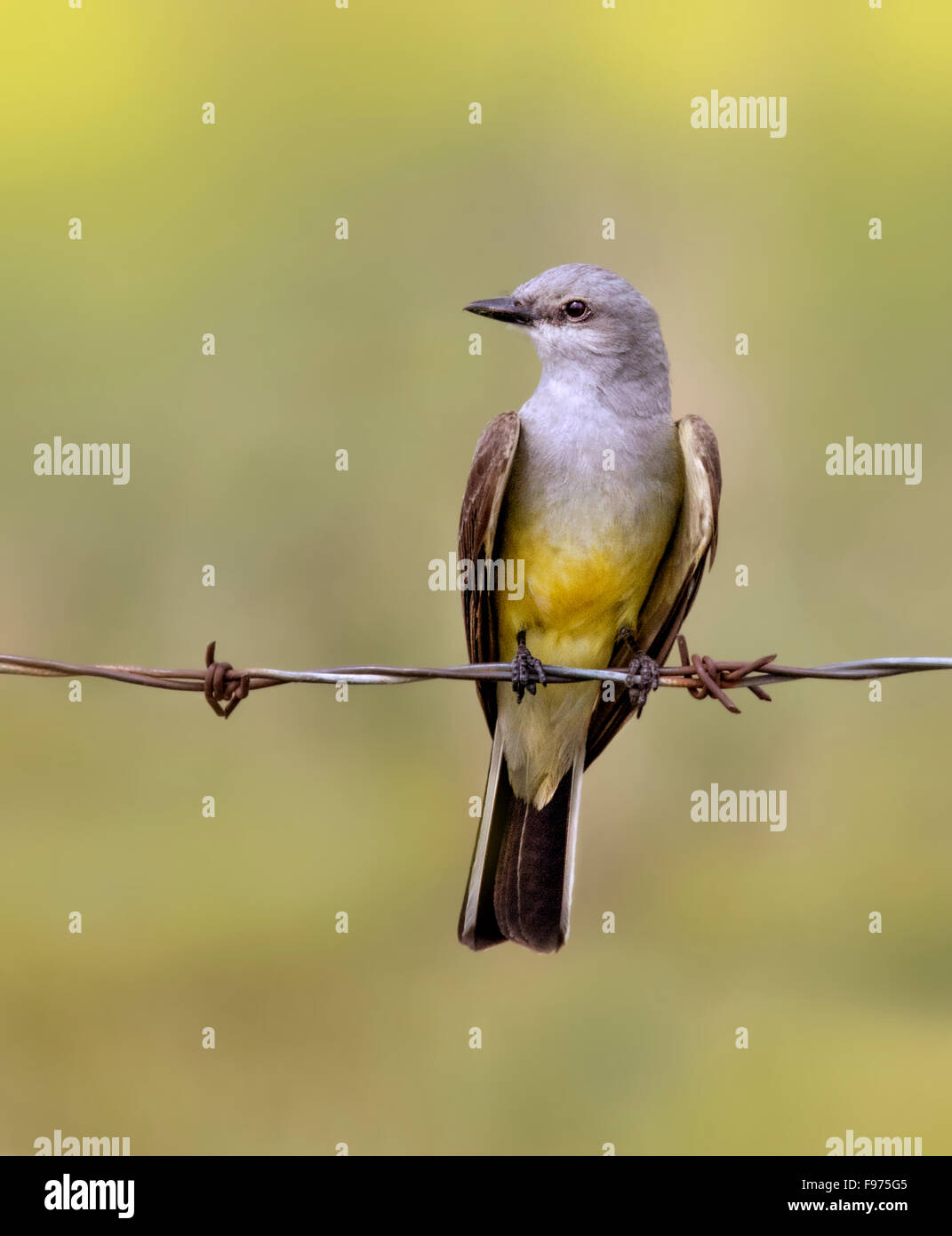 Western Kingbird Juvenile
