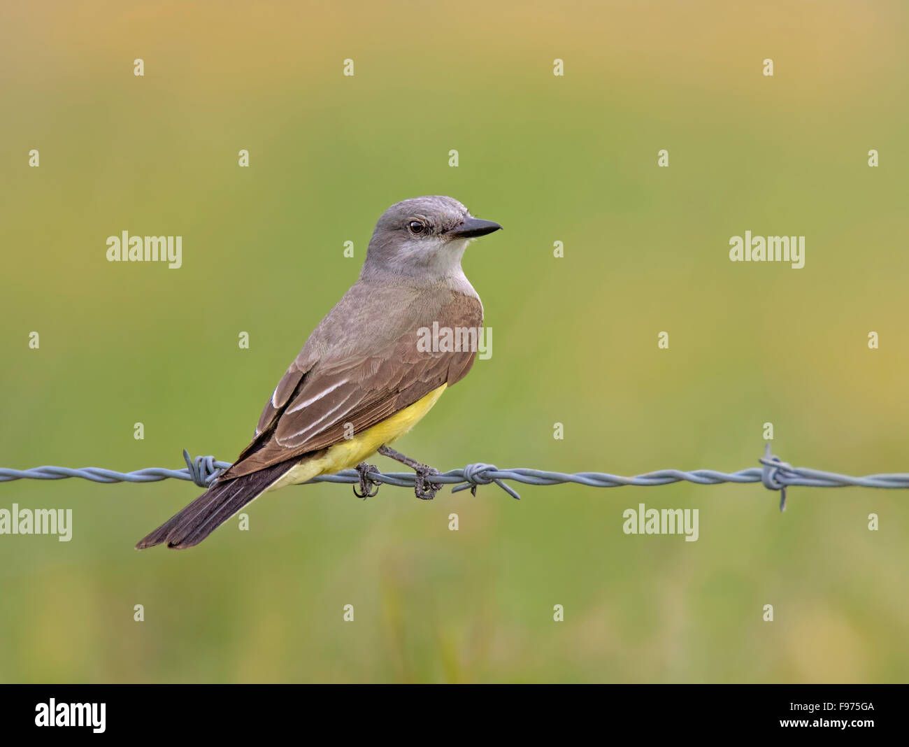 Western Kingbird Juvenile