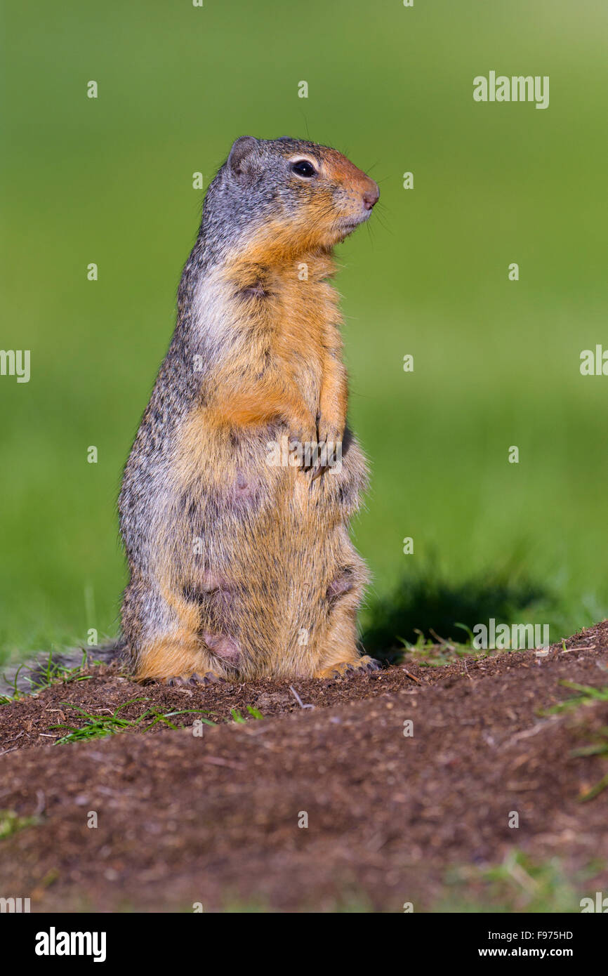 Columbia Ground Squirrel Manning Park BC Stock Photo - Alamy