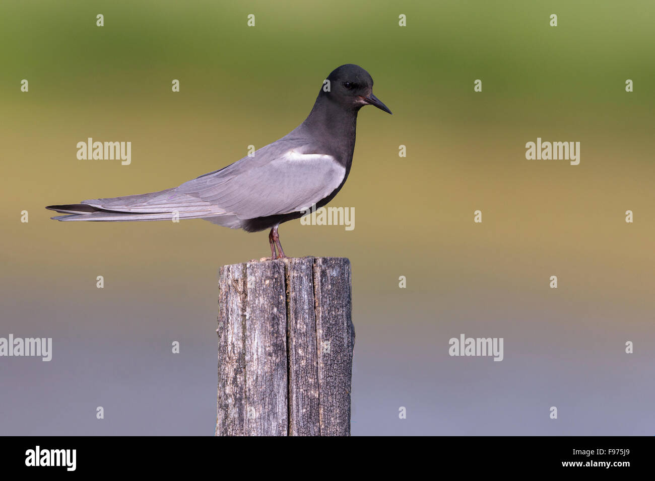 Black Tern Alberta Stock Photo - Alamy
