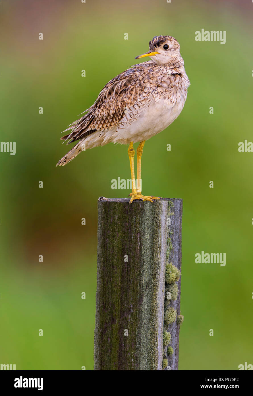Upland Sandpiper Alberta Prairie Stock Photo - Alamy